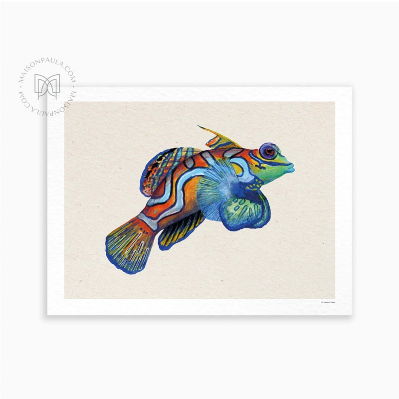 Affiche Poisson Dragonnet Mandarin | Maison Paula