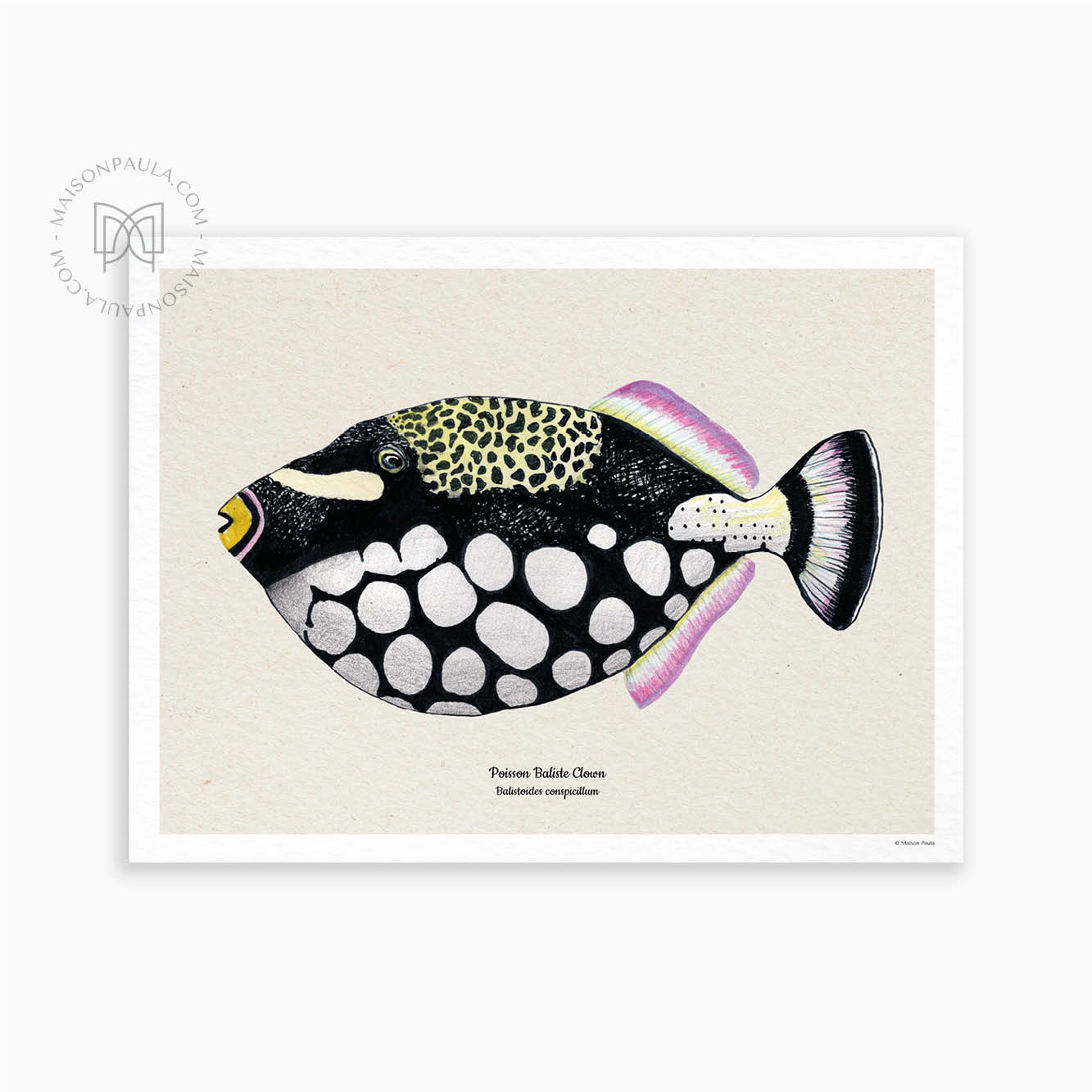 Poisson Baliste Clown | Maison Paula